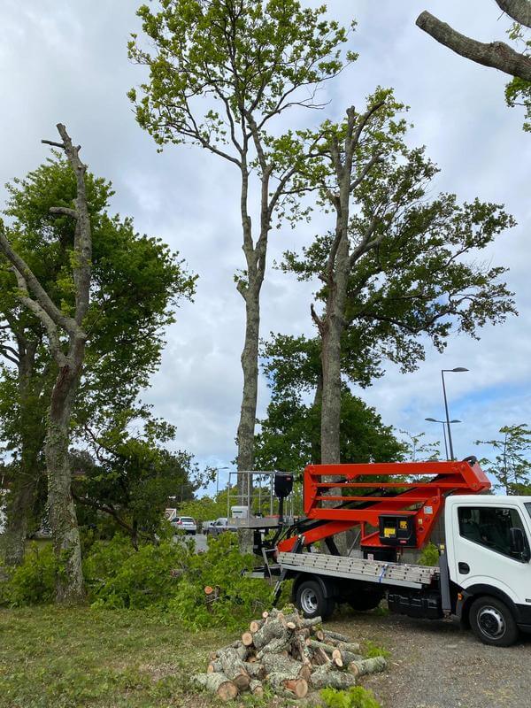 Comment dessoucher un arbre manuellement ? - JR élagage