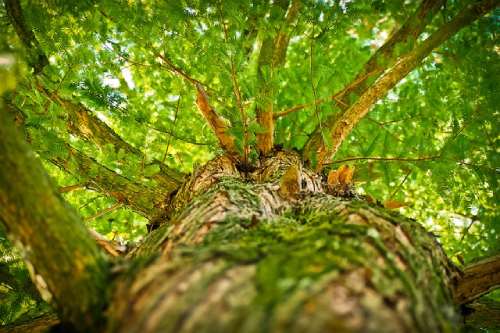 Comment dessoucher un gros arbre ? - JR élagage